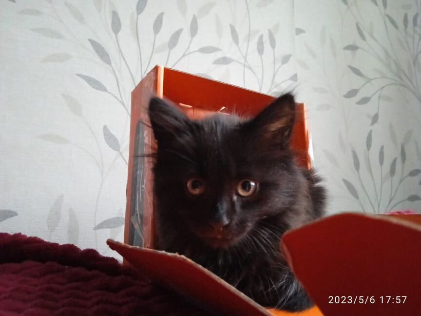 Черный пушистый котенок