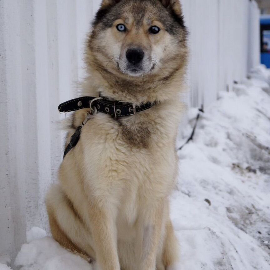 Собака