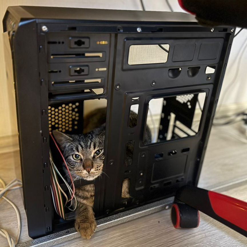 Взрослый кот в добрые руки