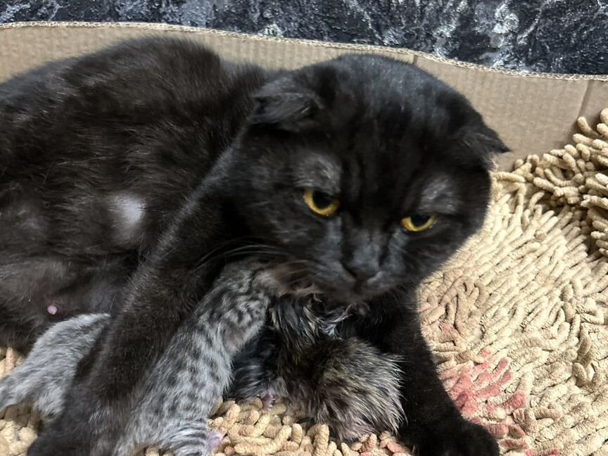 Котята шотланские (10 марта рождённые)