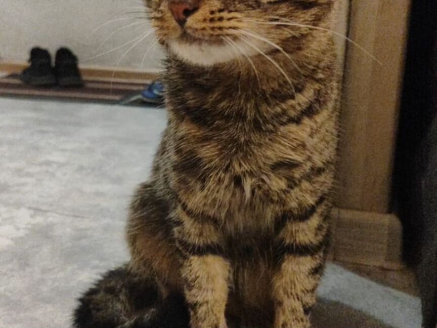 Случка кота вязка