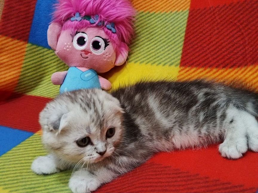 Мрамор на Серебре" Котенок