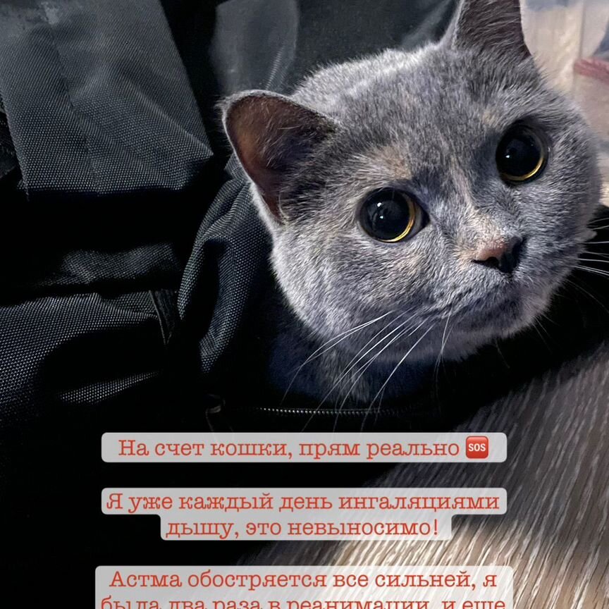 Британская короткошёрстная, взрослая кошка