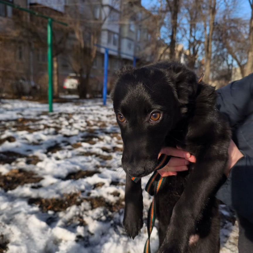 Помесь щенок в дар