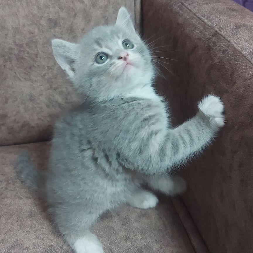 Британский короткошёрстный котёнок