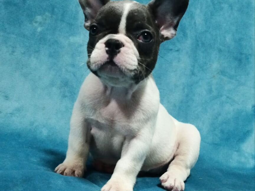 Французский бульдог