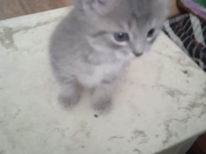Котик