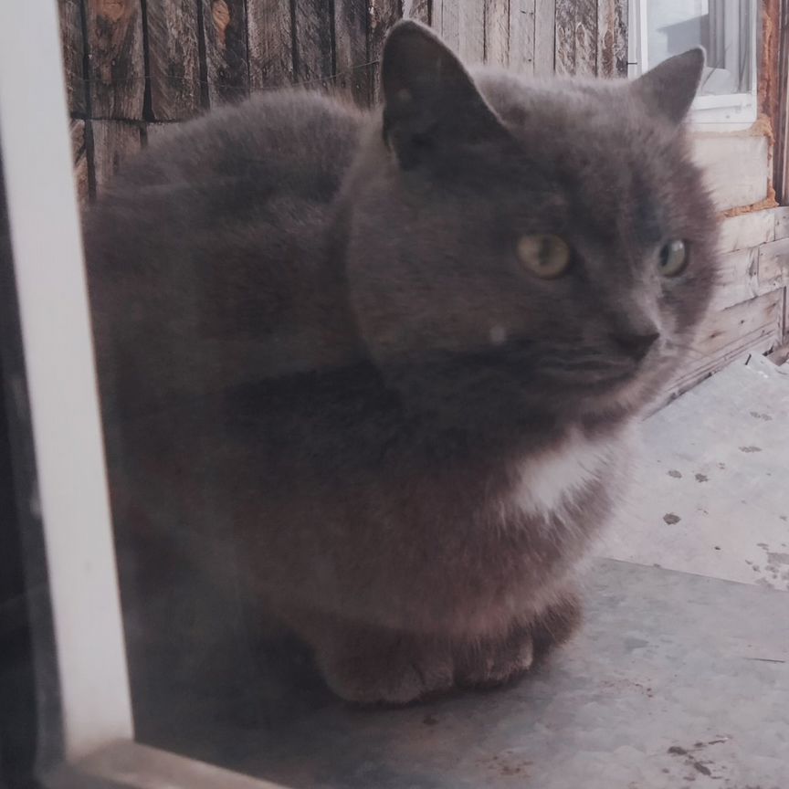 Британская короткошёрстная кошка, взрослая