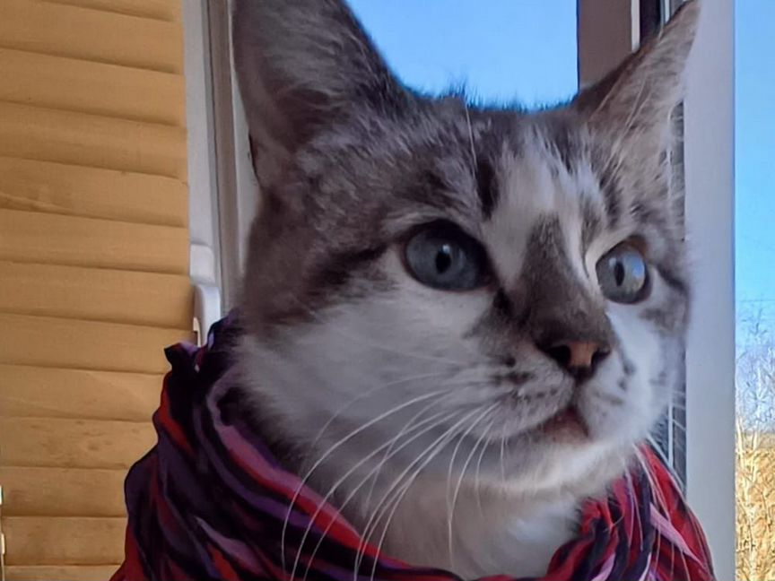 Кошечка ждет родителей
