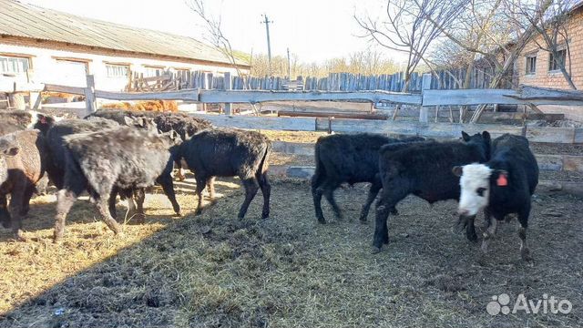 Абердин ангус бычки