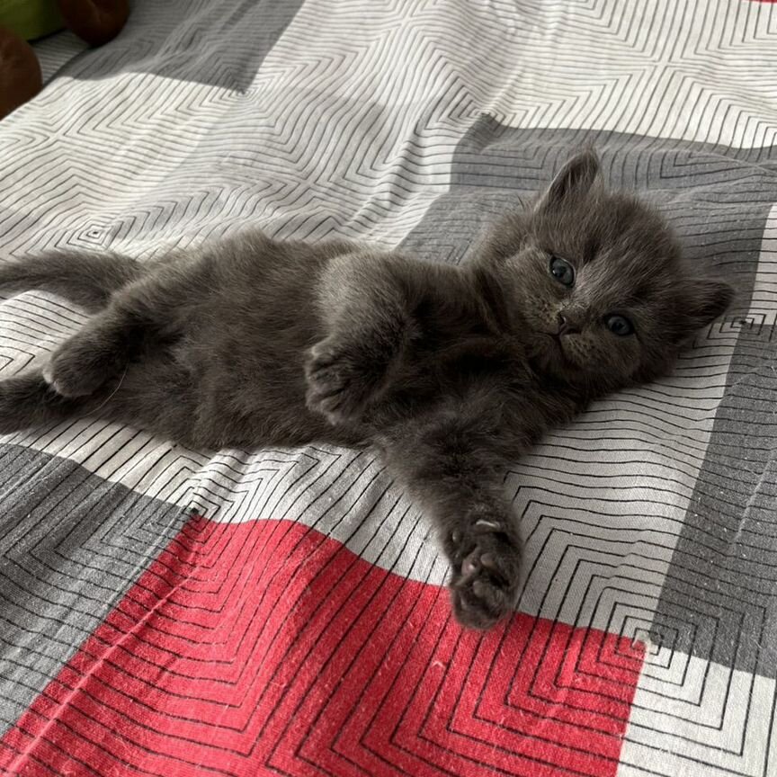 Кошечка в добрые руки