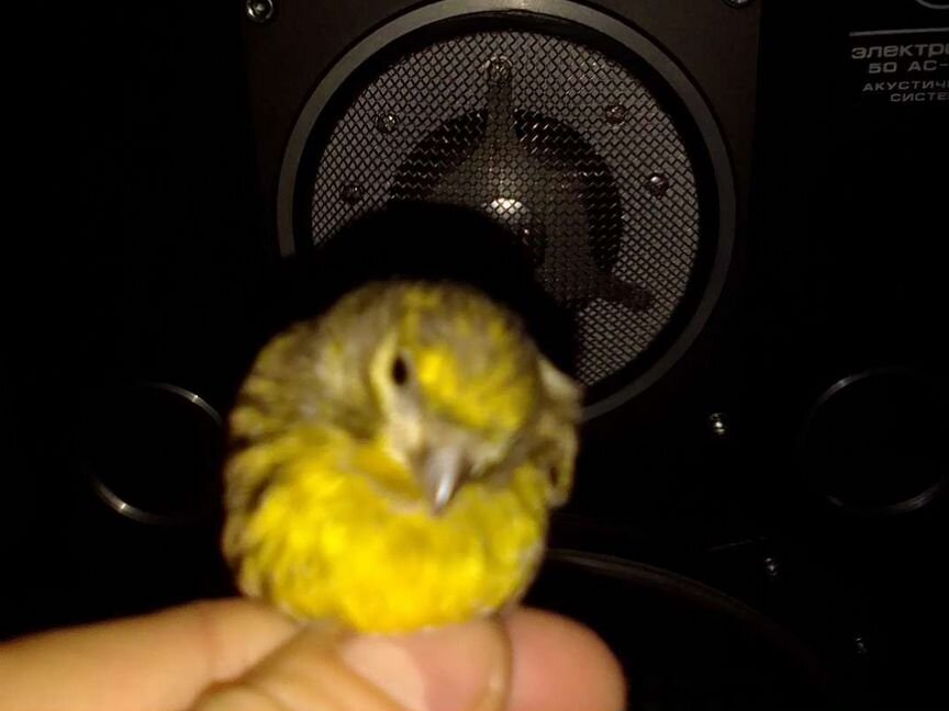 Европейский канареечный вьюрок