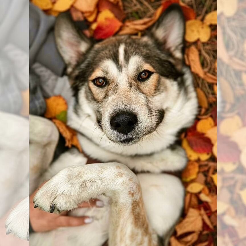 Взрослый пёс в добрые руки