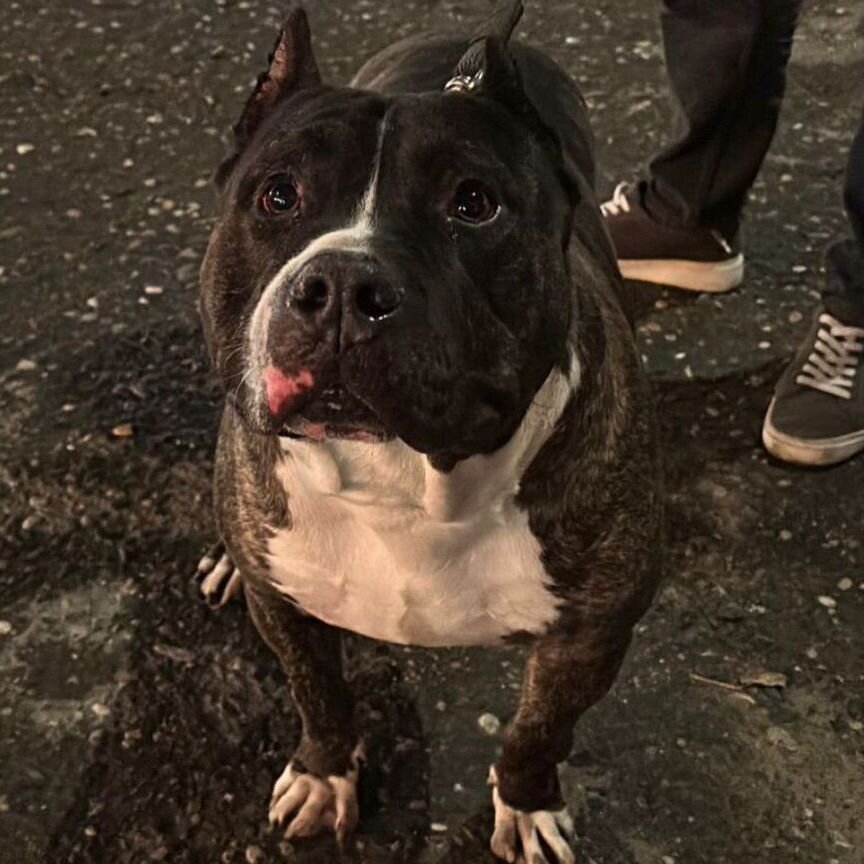 Стаффордширский терьер бесплатно в добрые руки