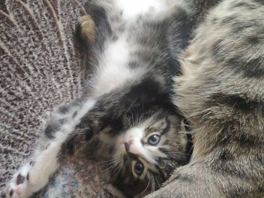 Кошки котята британские вислоухие