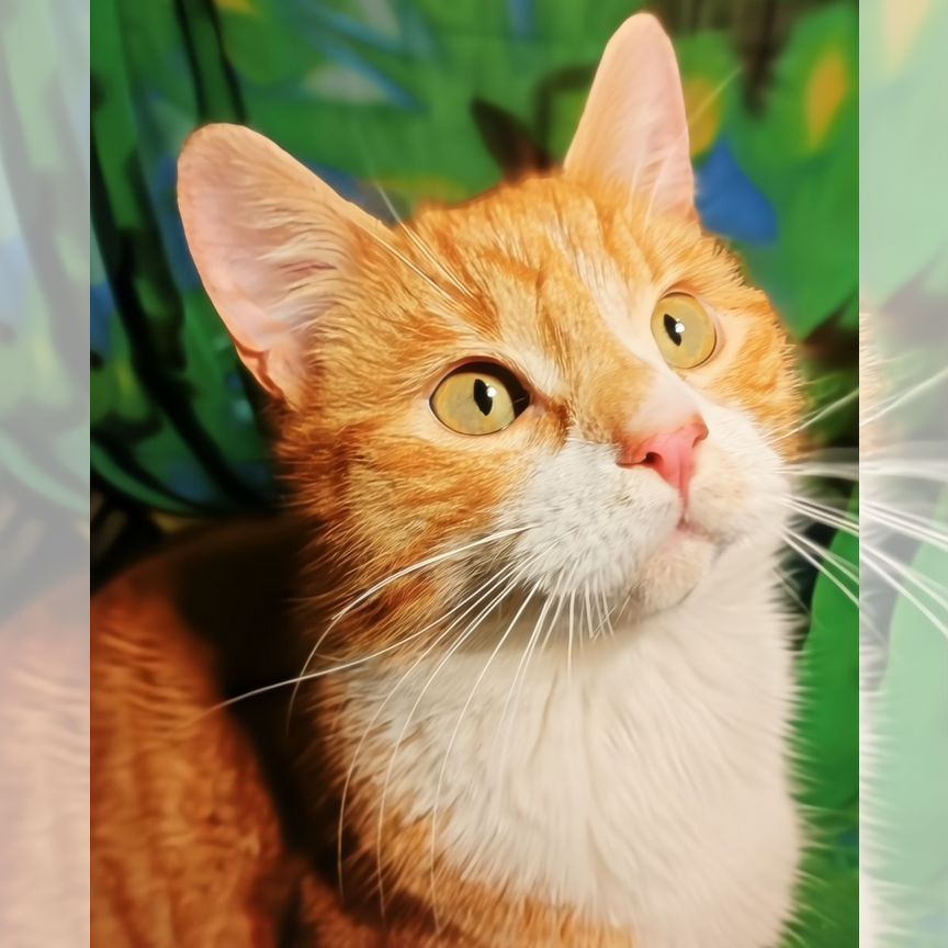 Котёнок от частного владельца