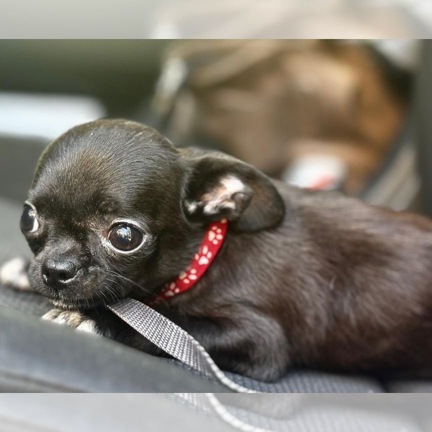 Черные щенки чихуахуа. Уголёчек и компания