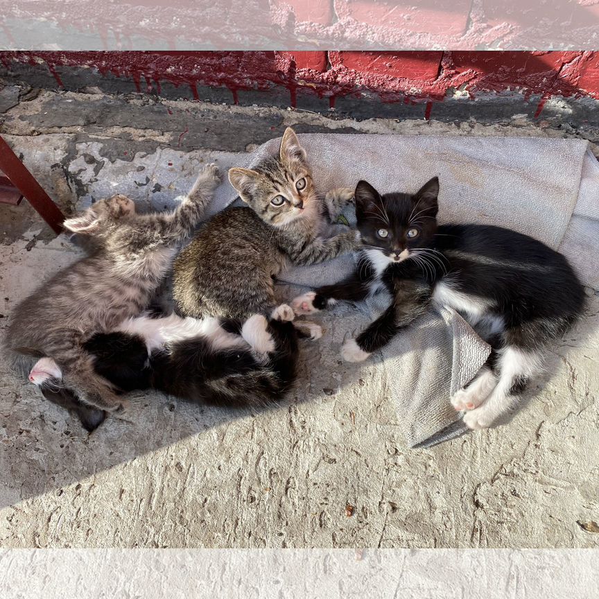 Отдам котят в добрые руки