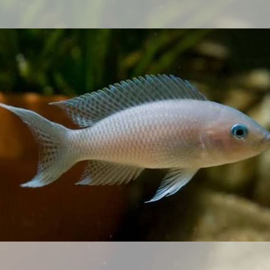 Танганика рыбки, Neolamprologus gracilis