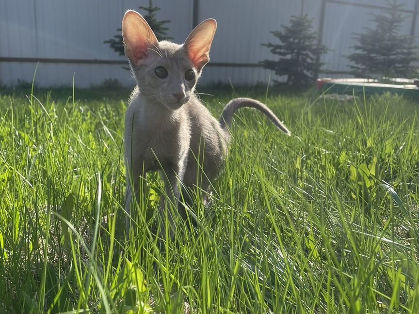 Ориентальная