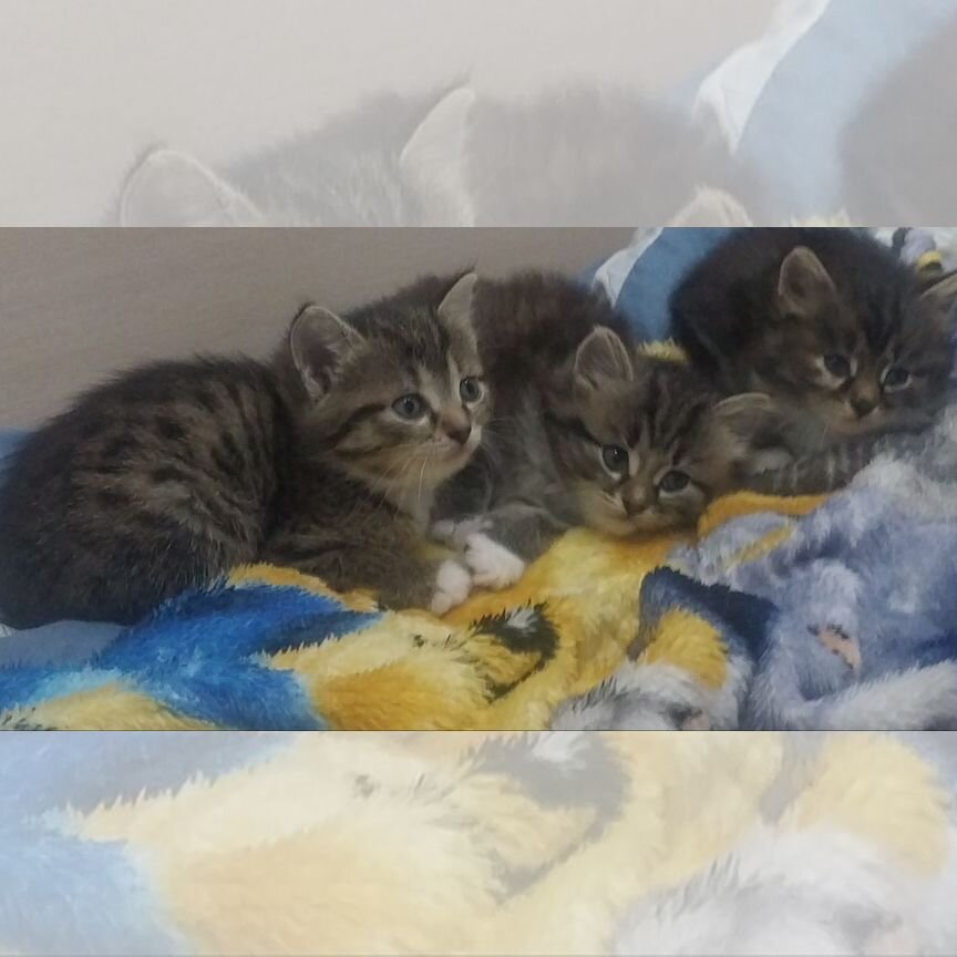 Отдам котят в добрые руки