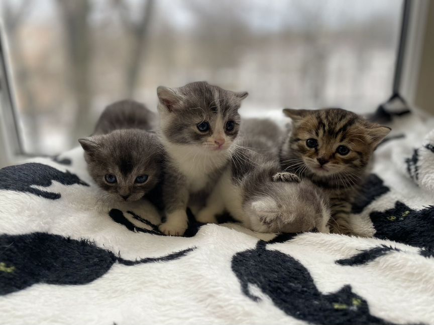 Британские котята