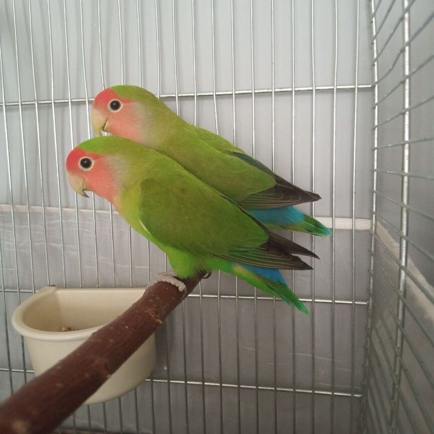 Молодая пара неразоучников 5 и 6 мес