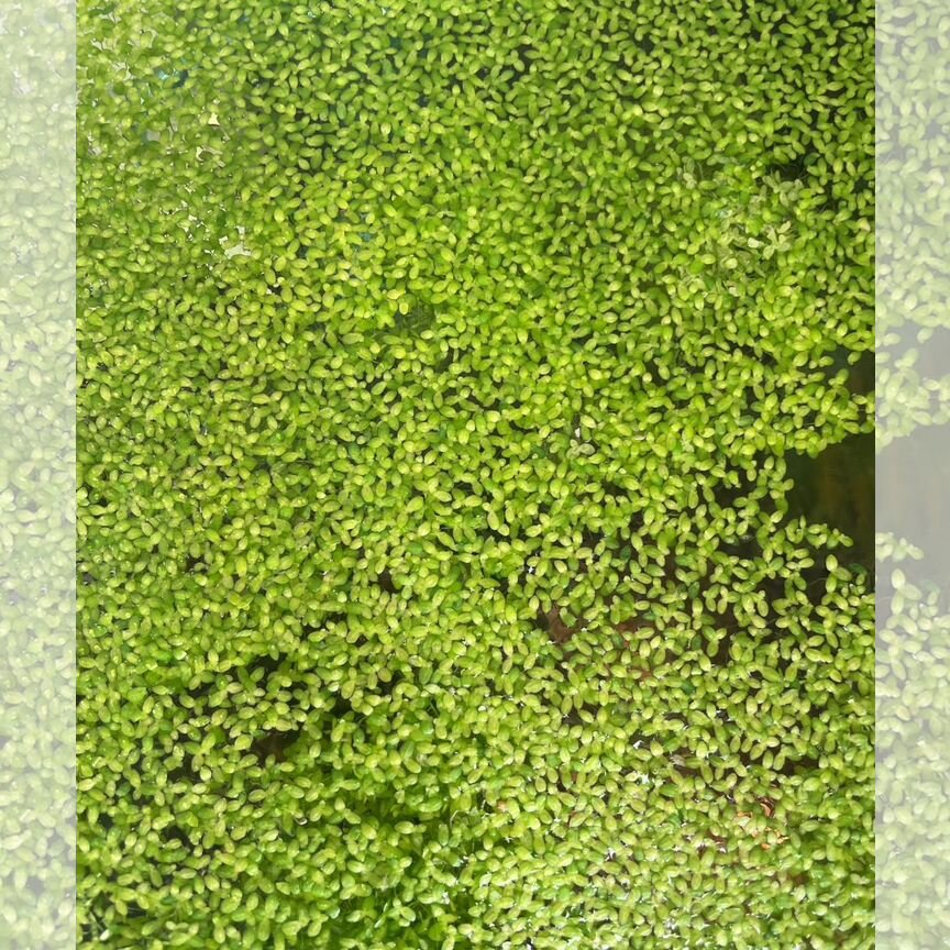 Продам или обменяю ричию