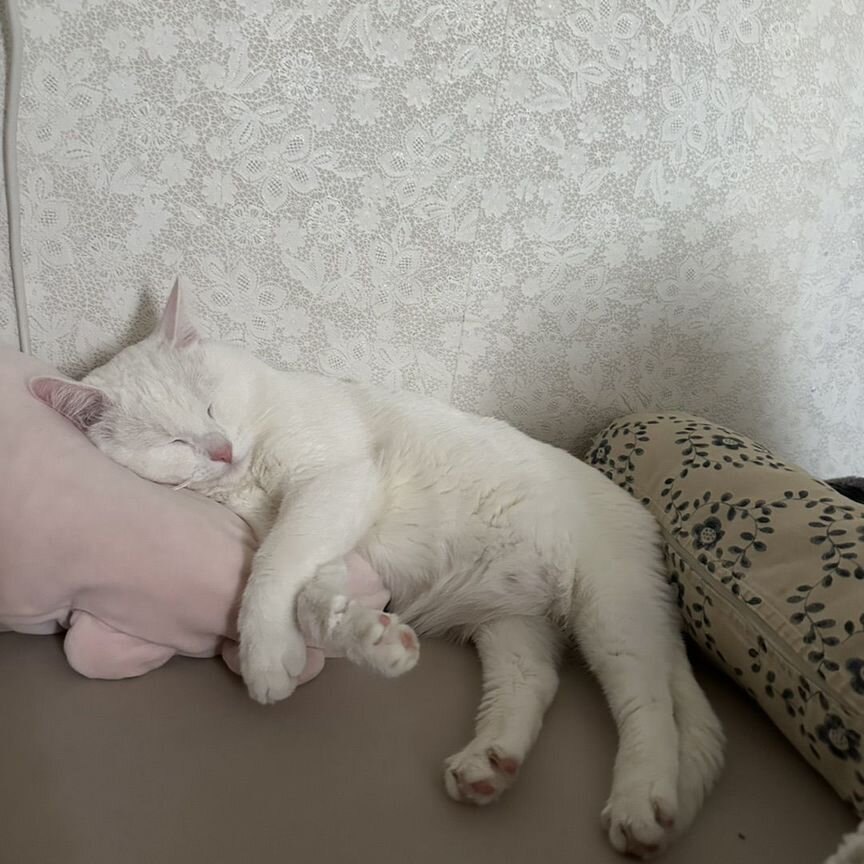 Кот ищет семью