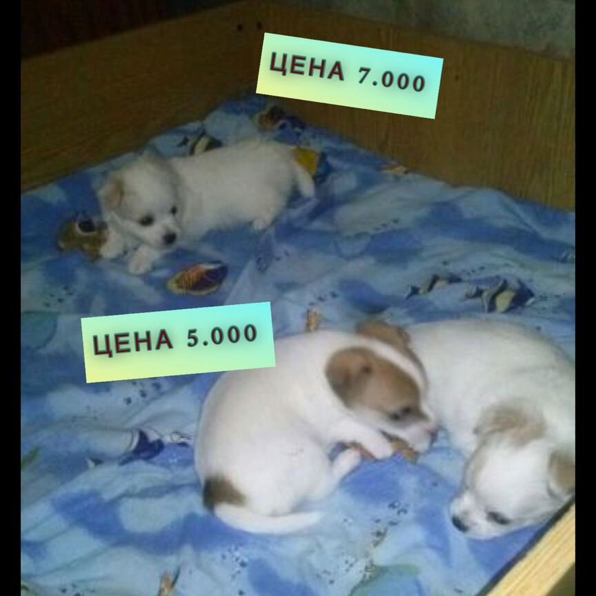 Джек-рассел-терьер, щенок