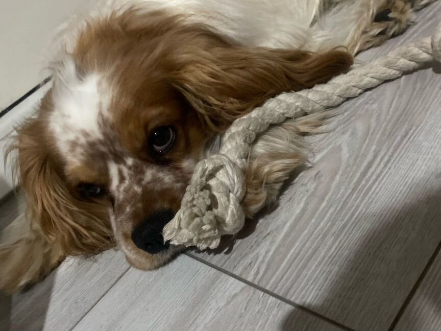 Щенок кавалер Кинг чарльз спаниель