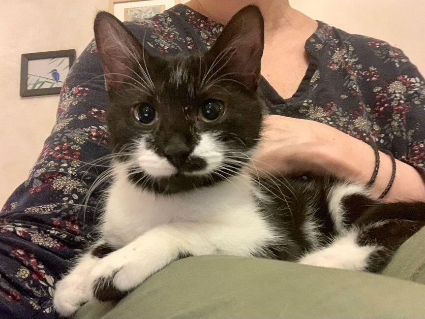 Котенок девочка