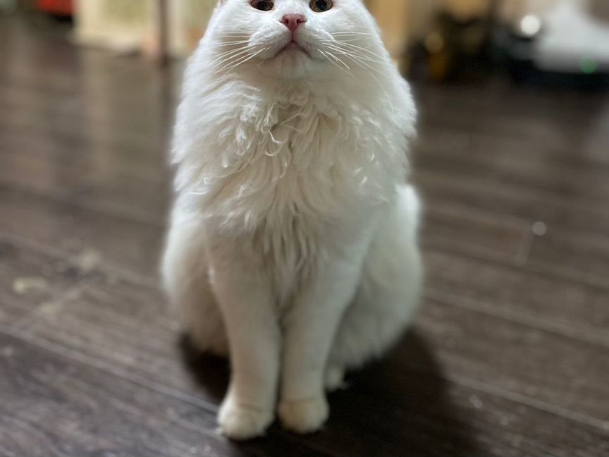 Отдам кота в добрые руки