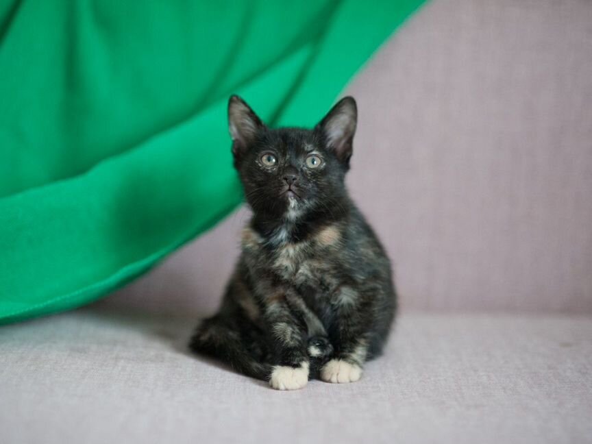 Клео. Котенок девочка. 2 месяца
