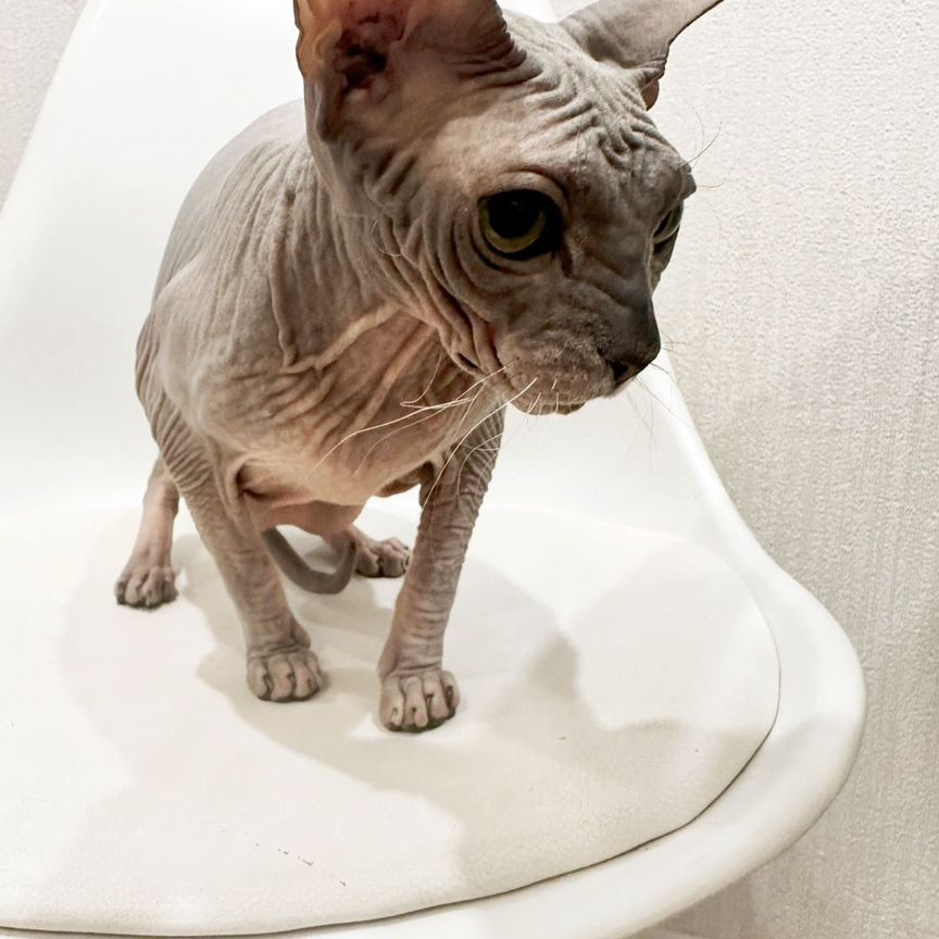 Канадский сфинкс бесплатно