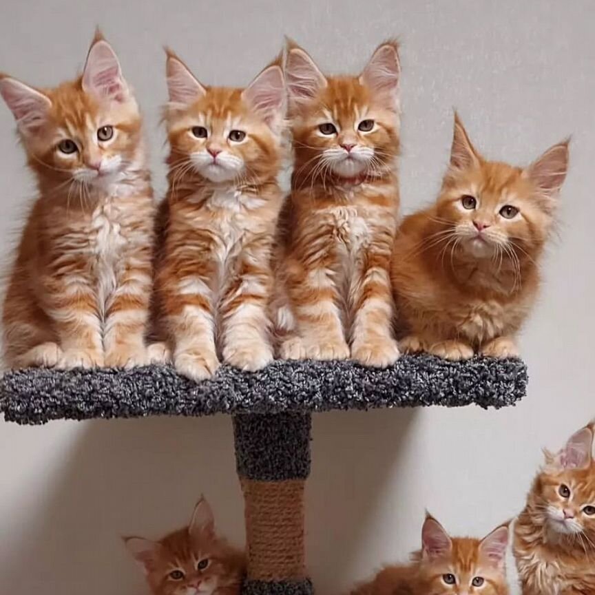 Котята мейн-кун бронь