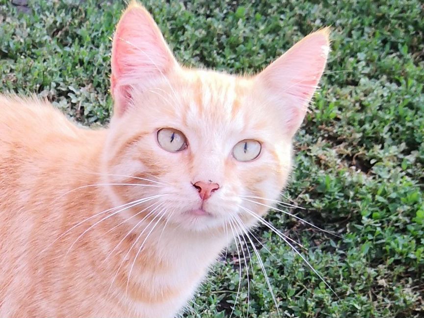 Отдам кота в добрые руки Тольятти