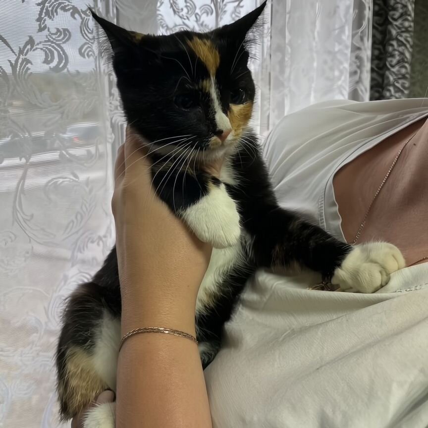 Котёнок в добрые руки