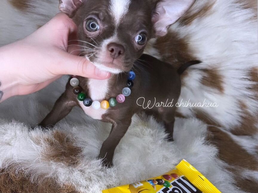 Luxury Super Mini Мальчишка