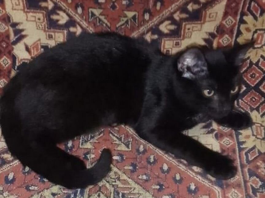 Котёнок Барон ищет дом