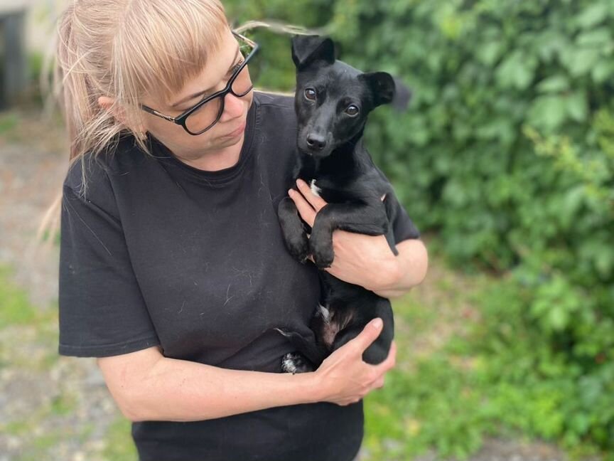 Пиксель метис чихуашки и таксы 8 месяцев