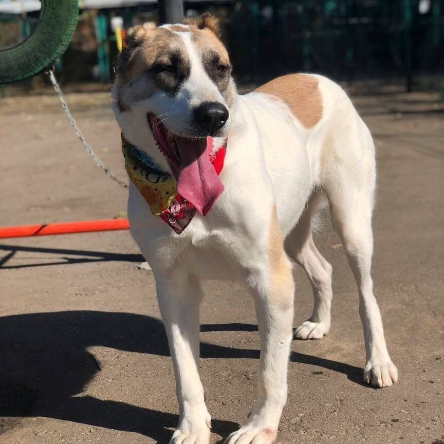 Алабайка девочка Марчелла в добрые руки