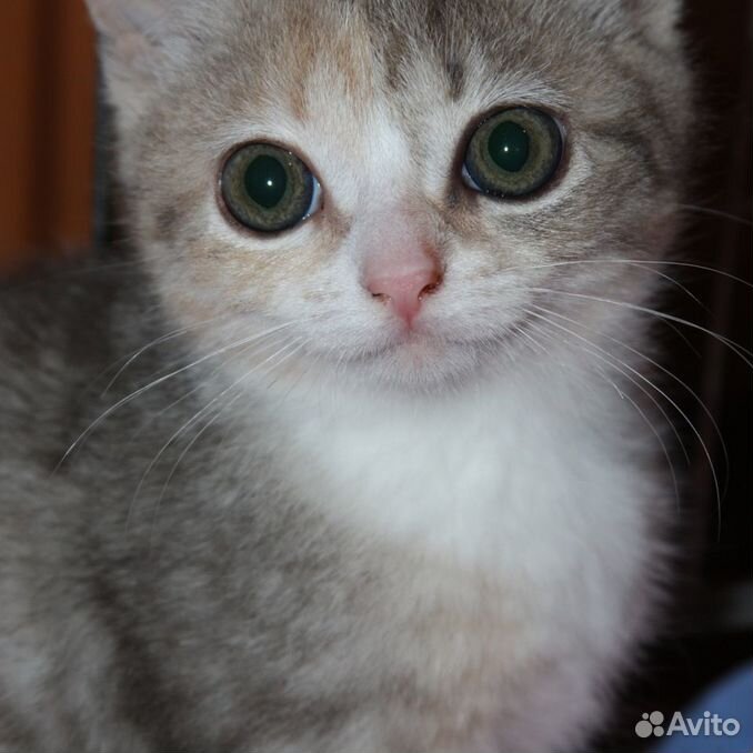 Котенок 3 мес