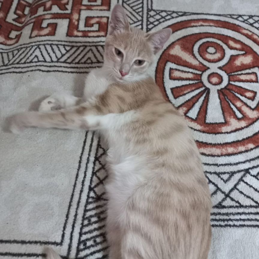 Котик ищет дом (около 9 мес), мальчик
