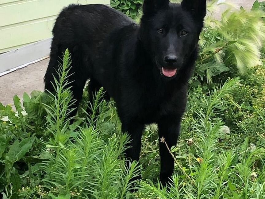 Овчарка в добрые руки