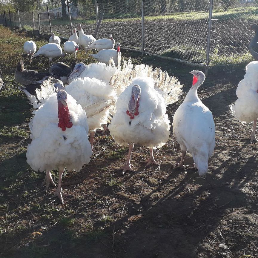 Индюки домашние
