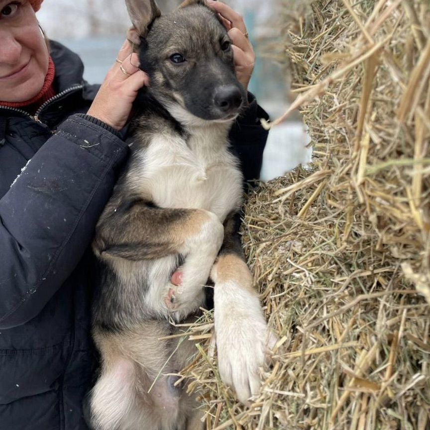 Щенок в добрые руки