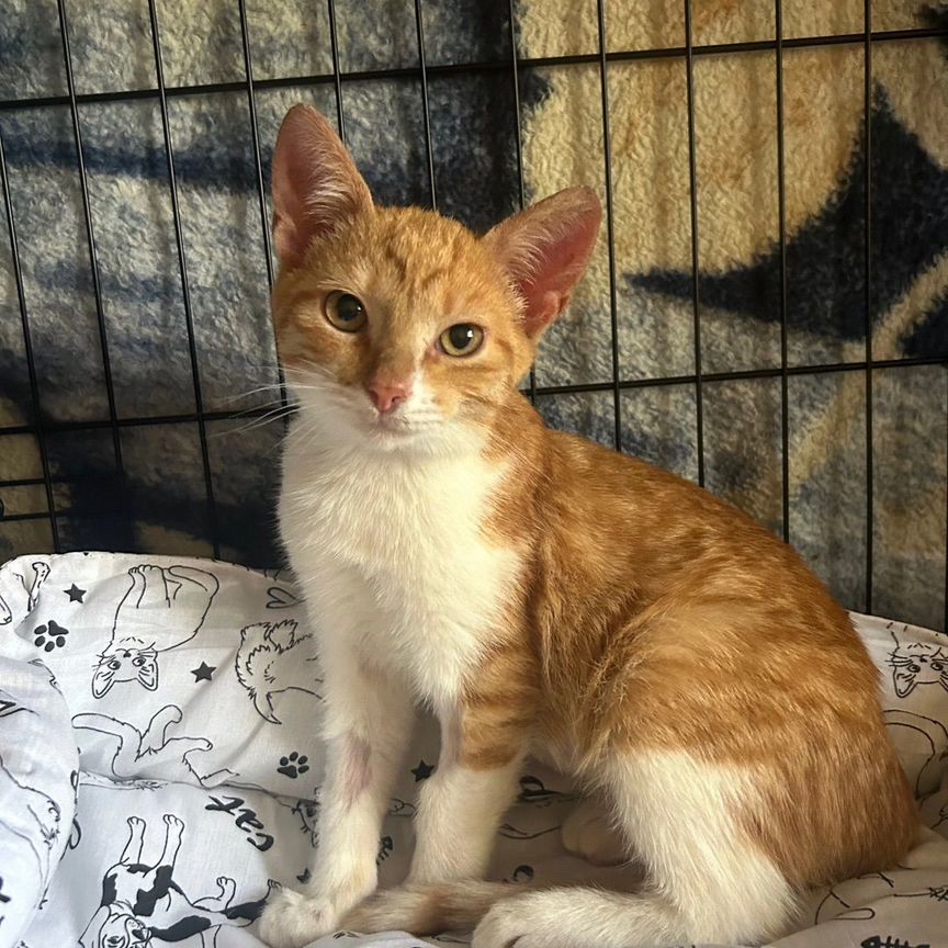 Рыжему котену нужен дим
