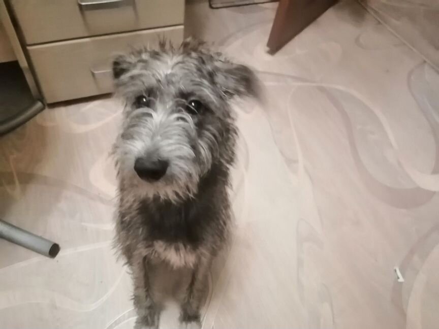 Помесь пинчер и тойтерер 6м.в хорошие руки