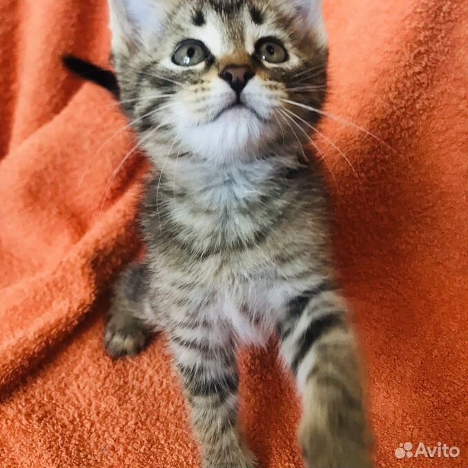 Котенок мальчик тигровый